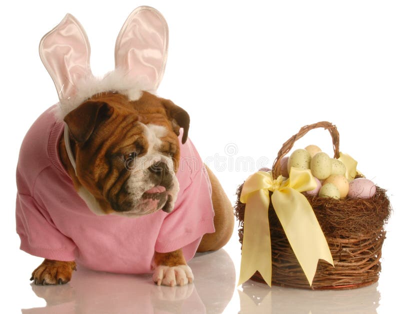 Dog Dressed As Easter Bunny Stock Photo - Image of pedigree, halloween ...