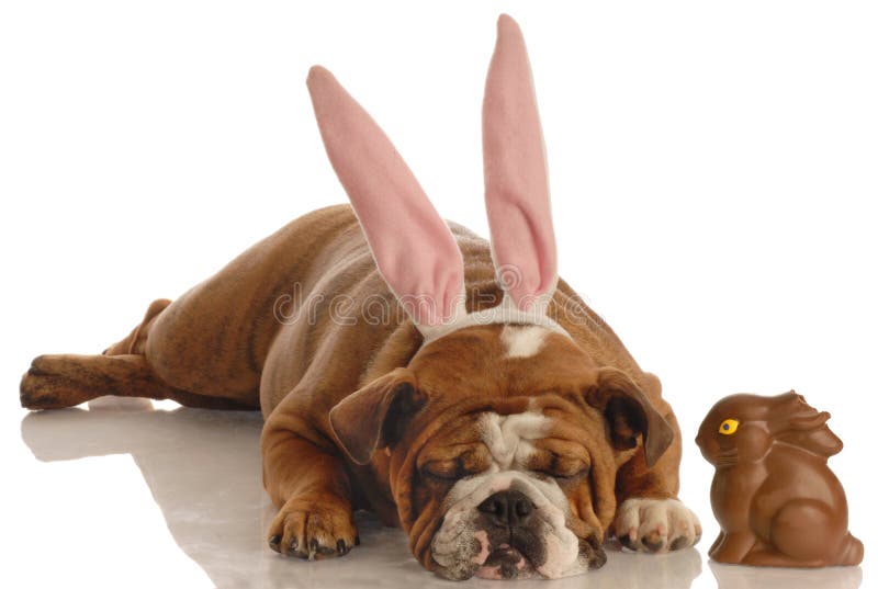 Dog Dressed As Easter Bunny Stock Image - Image of brown, animal: 8782935