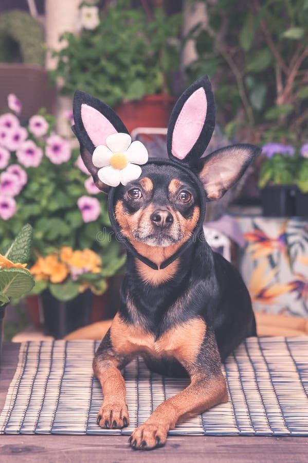 A Dog Dressed As an Easter Bunny in a Hat and Scarf Surrounded by ...