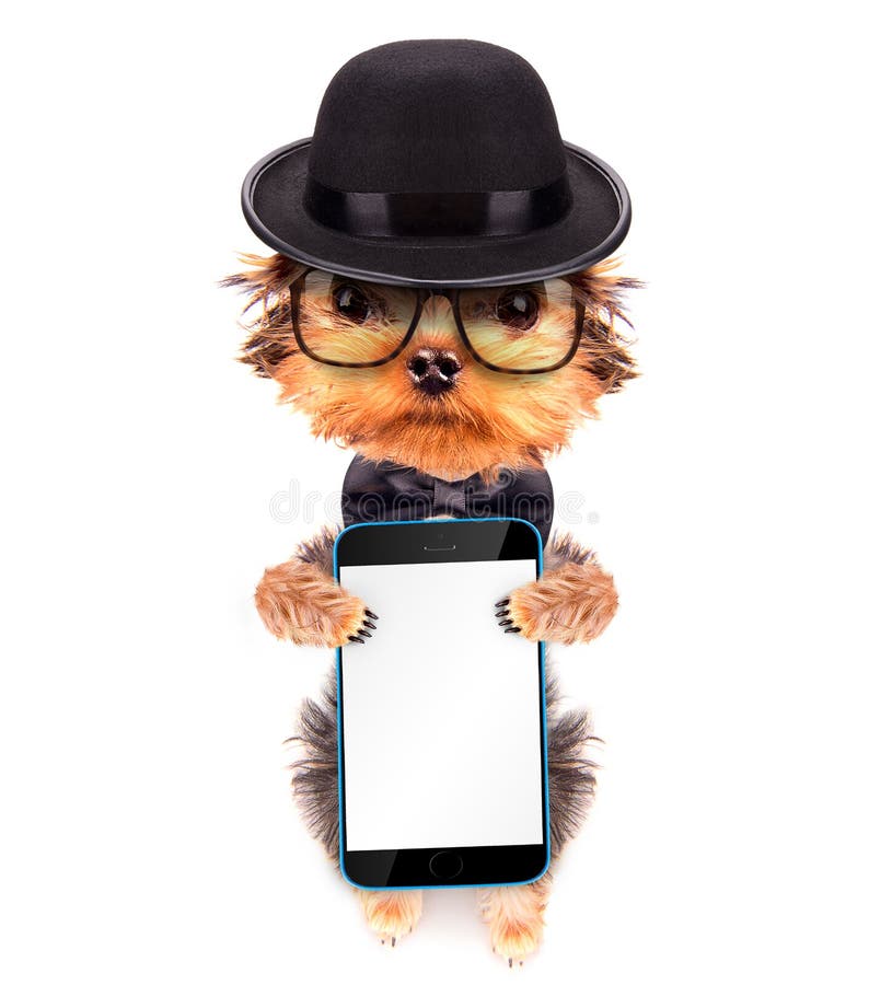 Dog Dressed As Mafia Gangster with Phone Stock Photo - Image of cute ...