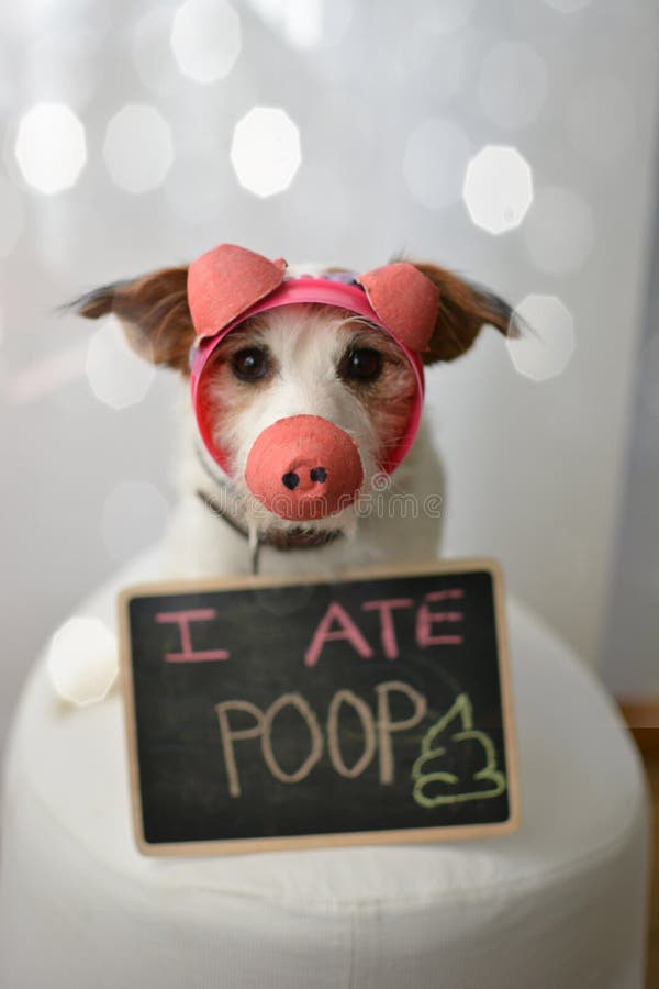 Dog Dressed As a Pig after Eat Poop Stock Photo - Image of terrier ...
