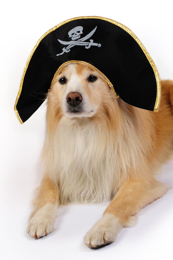 Dog dressed as a pirate stock image. Image of border - 24728473