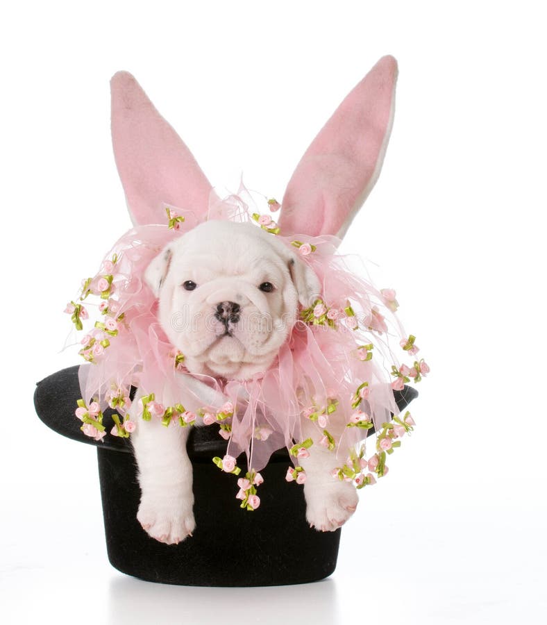 Dog Dressed As Easter Bunny Stock Image - Image of bulldog, adore: 7129879
