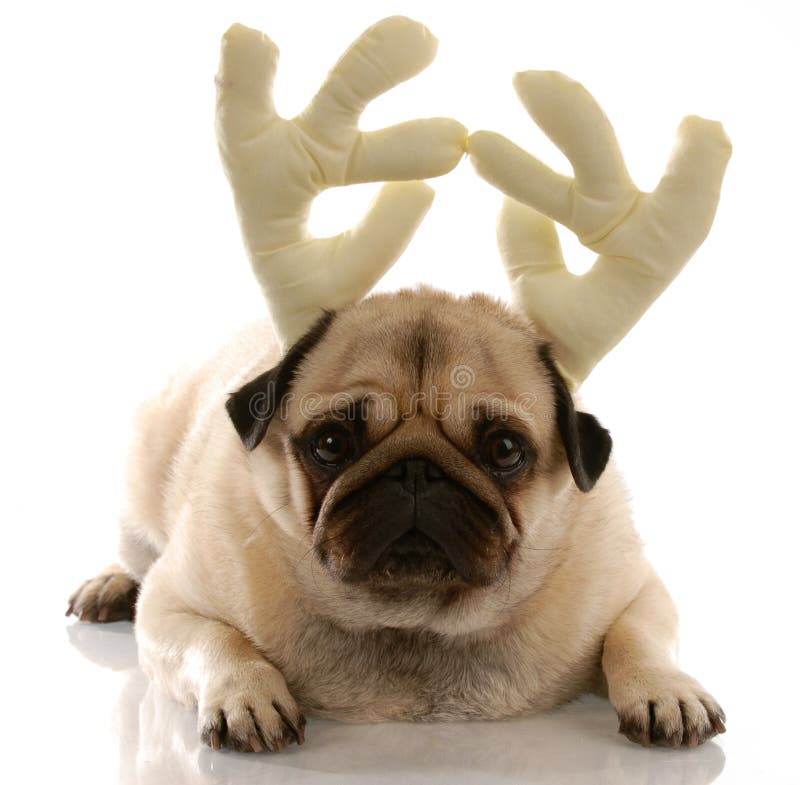 Westie Reindeer stock photo. Image of sled, puppy, santa - 356550