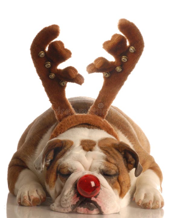 277 Rudolph Red Nosed Reindeer Stock Photos - Free & Royalty-Free Stock ...