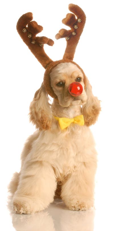 277 Rudolph Red Nosed Reindeer Stock Photos - Free & Royalty-Free Stock ...