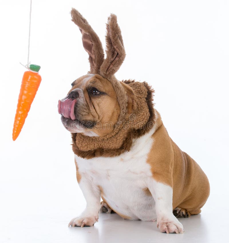 Dog Dressed Up As a Rabbit with Carrot on String Stock Image - Image of ...