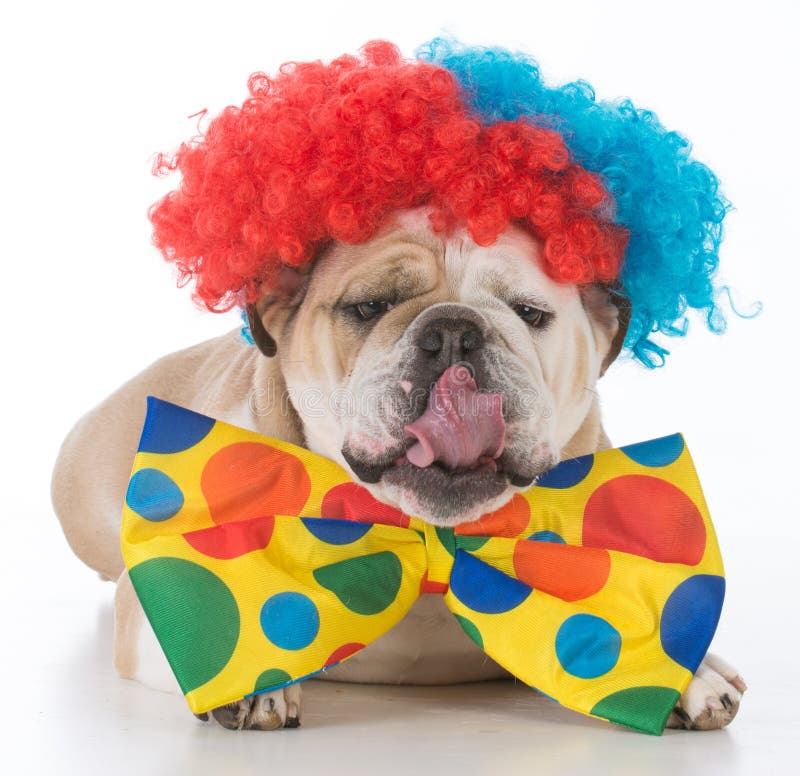 Pug dressed up as a clown stock photo. Image of cute - 11343538