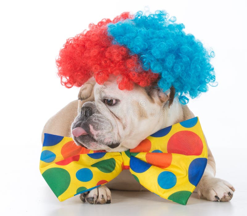 Dog dressed up as a clown stock photo. Image of isolated - 10326368