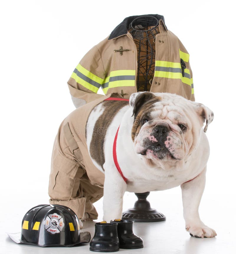 168 Firefighter Dog Stock Photos - Free & Royalty-Free Stock Photos ...