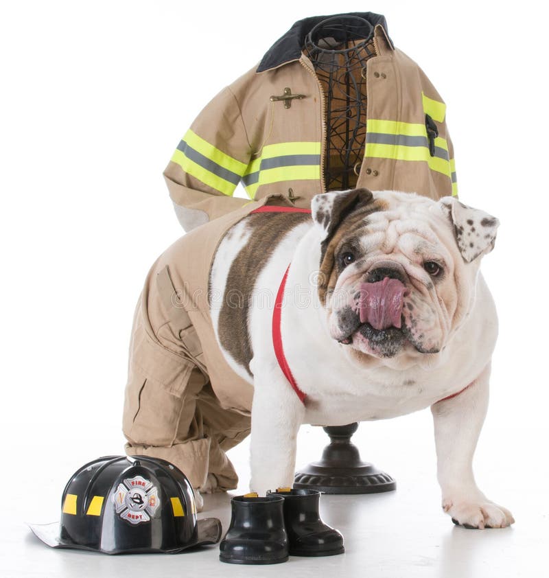 105 Firefighter Bulldog Mascot Stock Photos - Free & Royalty-Free Stock ...