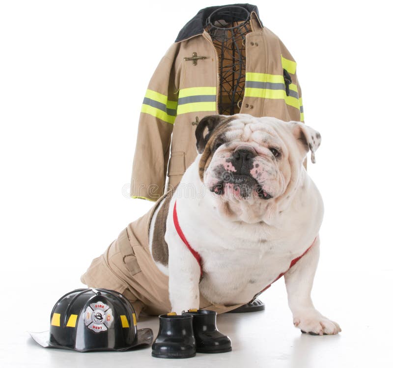 Dog Dressed Like Firefighter Stock Photos - Free & Royalty-Free Stock ...
