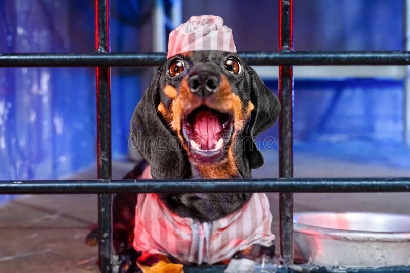 Dog Dressed Prisoner Yelling from Behind Prison Bars, with a Comical ...