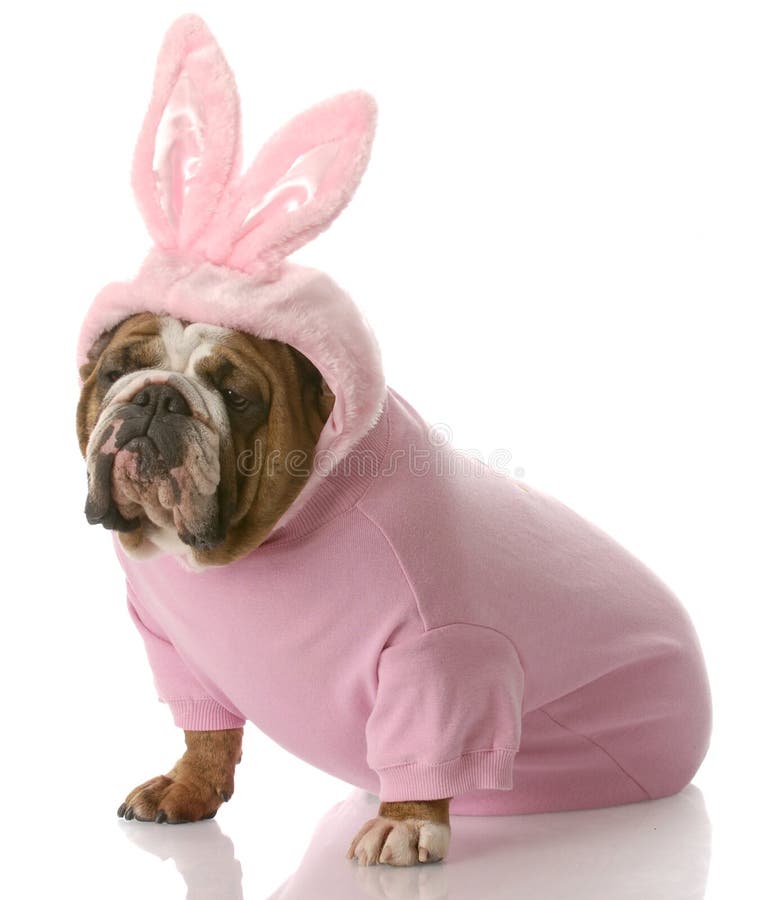 Dog Dressed Up As Easter Bunny Stock Photo - Image of pink, basket ...