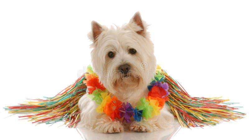 761 Dog Dancer Stock Photos - Free & Royalty-Free Stock Photos from ...