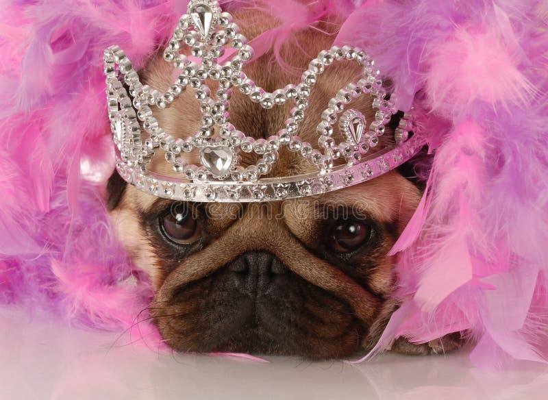Dog Dressed Up As a Princess Stock Photo - Image of doggy, covered ...