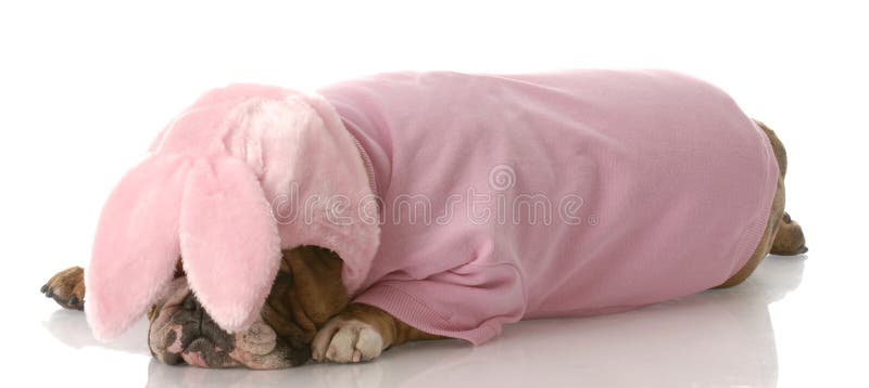 Dog dressed up as a rabbit stock image. Image of brindle - 12949323