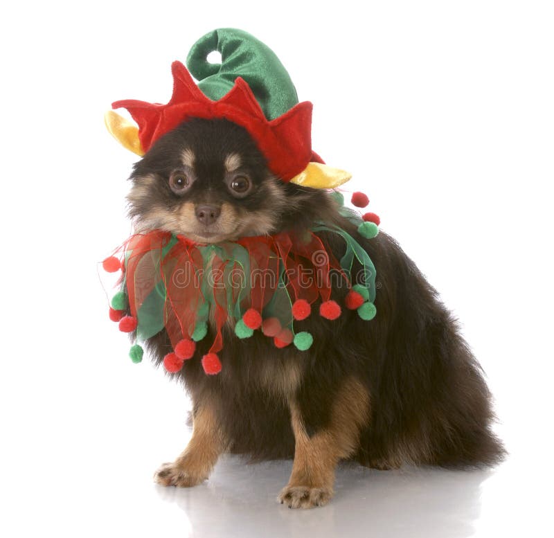 Rudolph and santa dogs stock photo. Image of greetings - 7015872