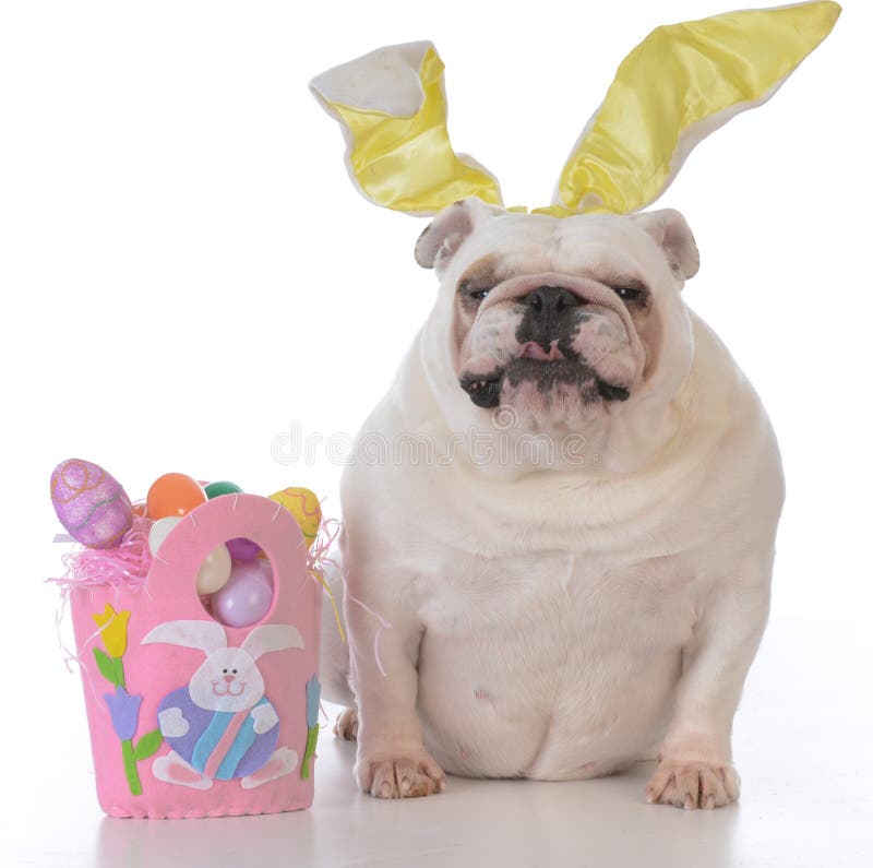 Dog Dressed Up As Easter Bunny Stock Photo - Image of pink, basket ...