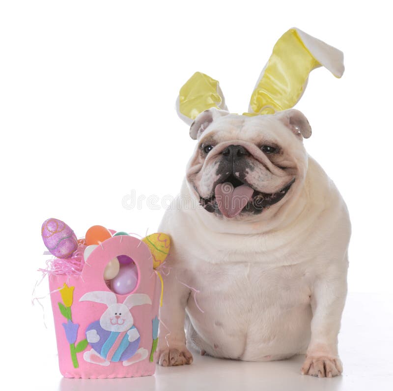 Dog Dressed As Easter Bunny Stock Image - Image of bulldog, adore: 7129879