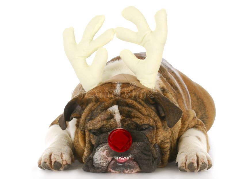 Santa and rudolph dog stock photo. Image of expression - 7043958