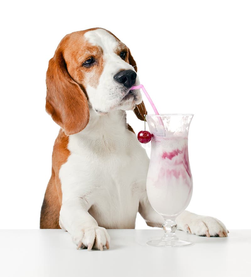 Dog Drink Cocktail , Isolated on White Stock Photo - Image of dessert ...