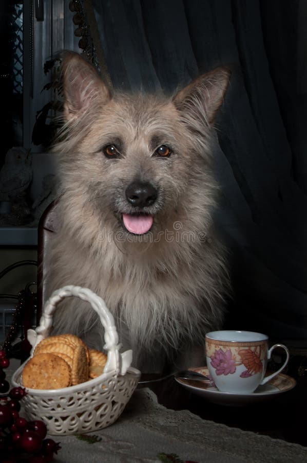Dog Drink Tea at a Table with Cookies, Cups and Flowers Stock Image ...