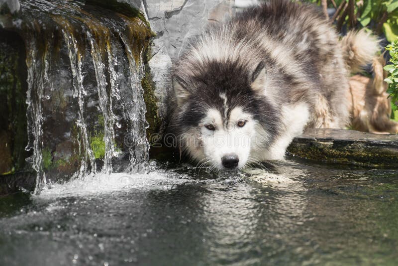 How Much Water Do Huskies Drink