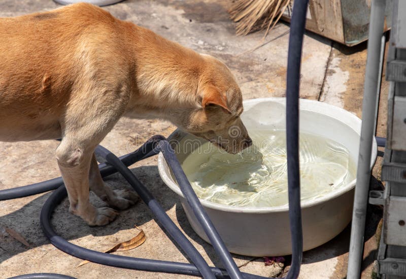 The Dog Drinks Water from a Trough Stock Photo - Image of thirsty ...