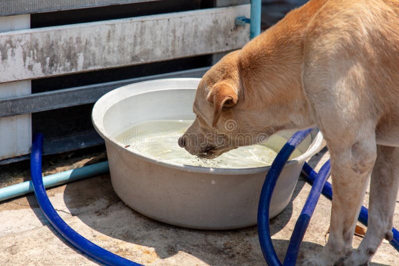 The Dog Drinks Water from a Trough Stock Photo - Image of water ...
