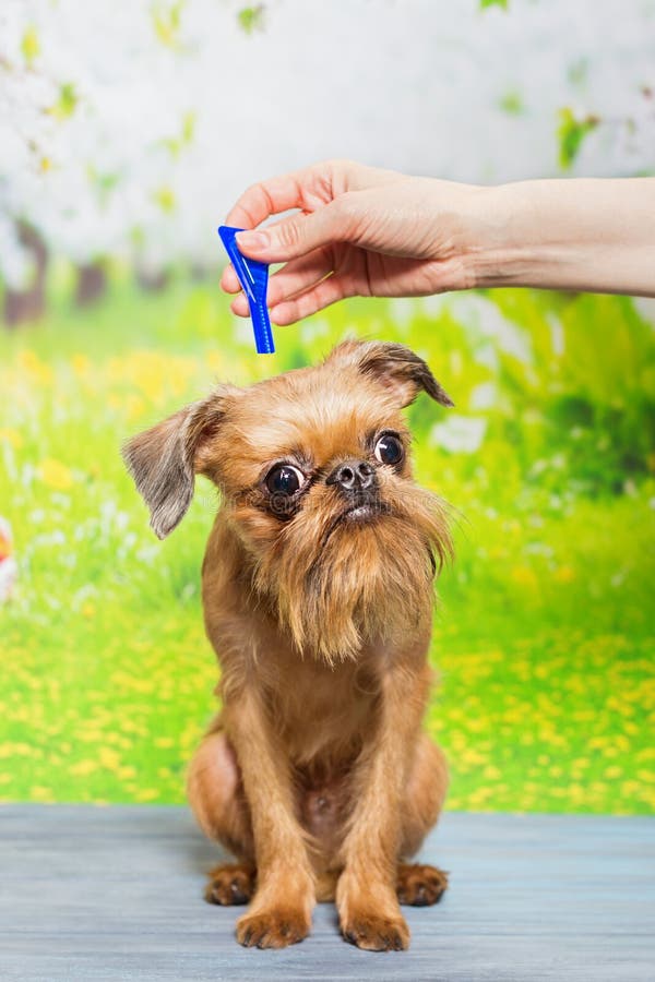 547 Dog Drip Photos - Free & Royalty-Free Stock Photos from Dreamstime