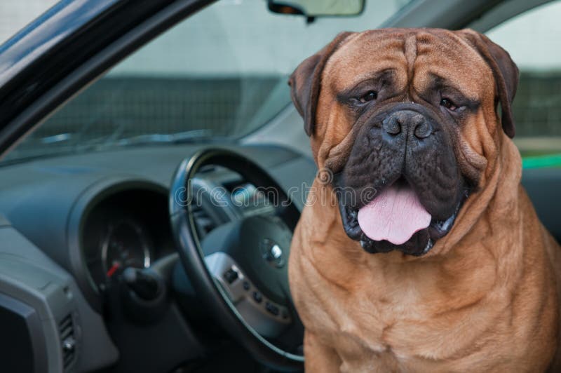 Husky dog inside car stock photo. Image of grille, mirrors - 25778436