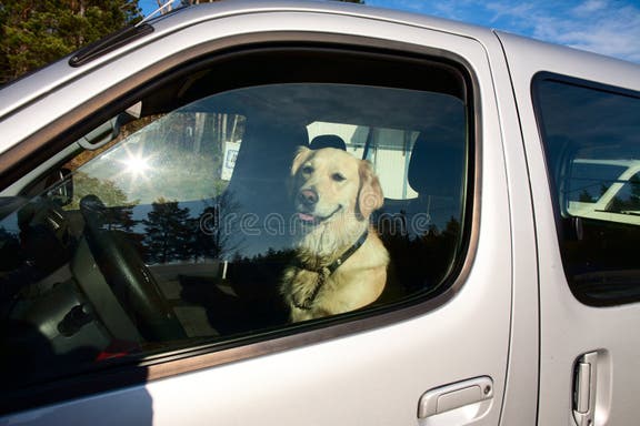 Dog driver stock image. Image of alone, afternoon, animal - 23271185