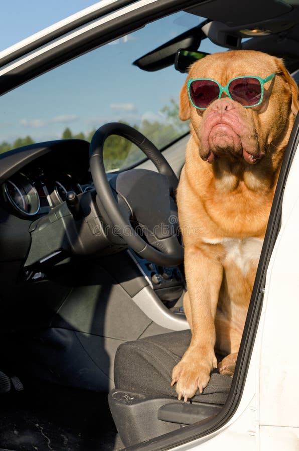 Dog driver inside the car stock image. Image of chauffeur - 23430507