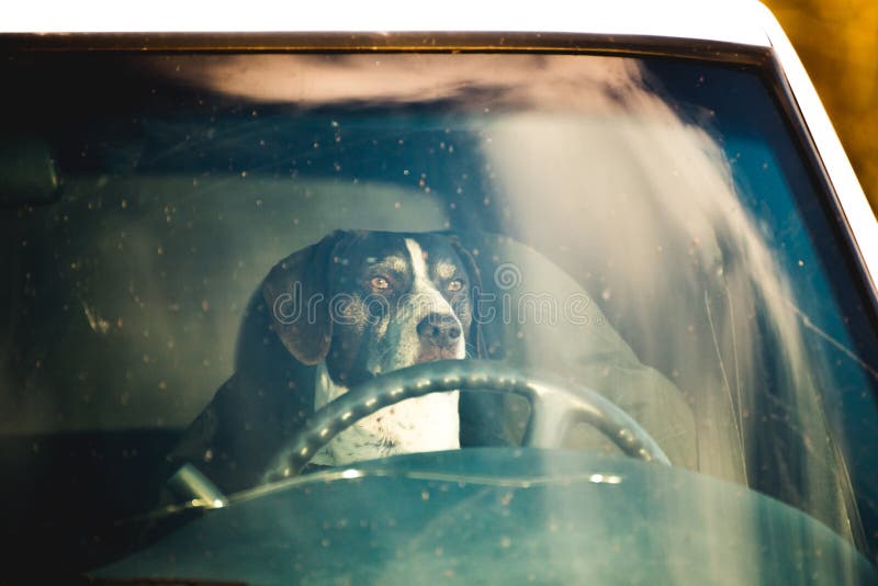 Dog Behind Wheel Stock Photos - Download 43 Royalty Free Photos