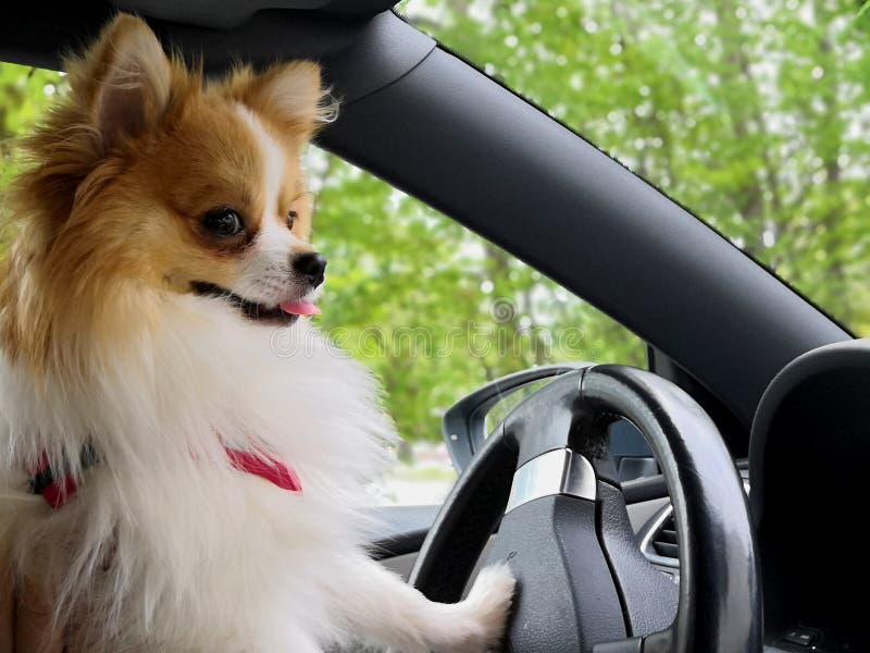 Dog Driving a Car. German Spitz Driving a Car Stock Photo - Image of ...