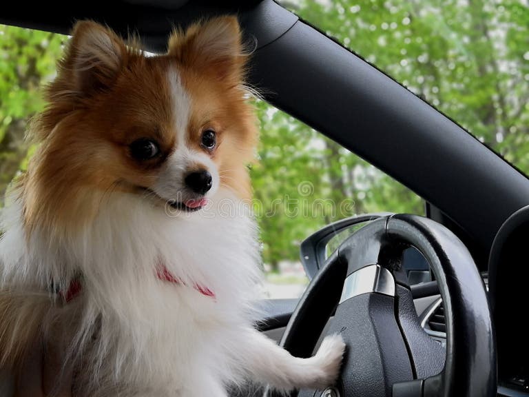 Dog Driving a Car. German Spitz Driving a Car Stock Photo - Image of ...