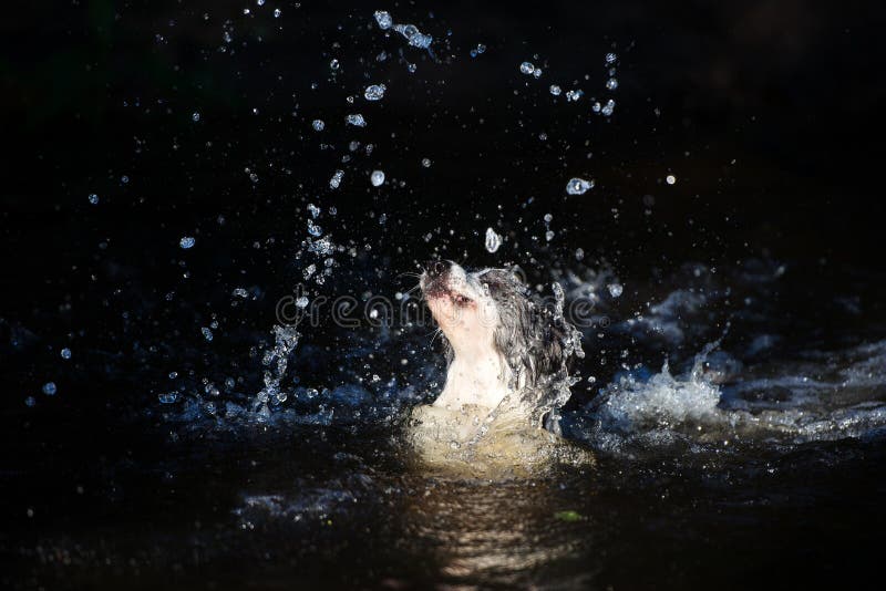 Dog drowning in water stock photo. Image of outdoor, swim - 73643554