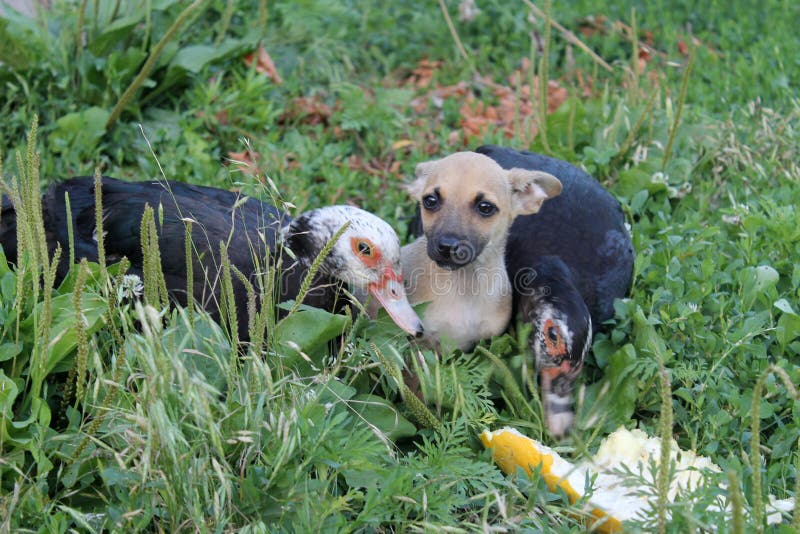 Dog and ducks stock image. Image of hound, nature, female - 58897785