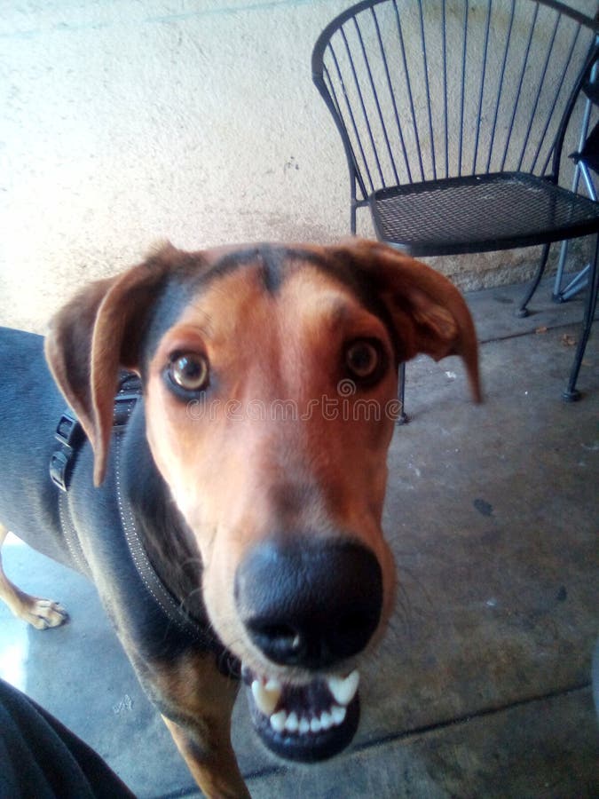 Dog eared pup stock photo. Image of snout, retriever - 255676150