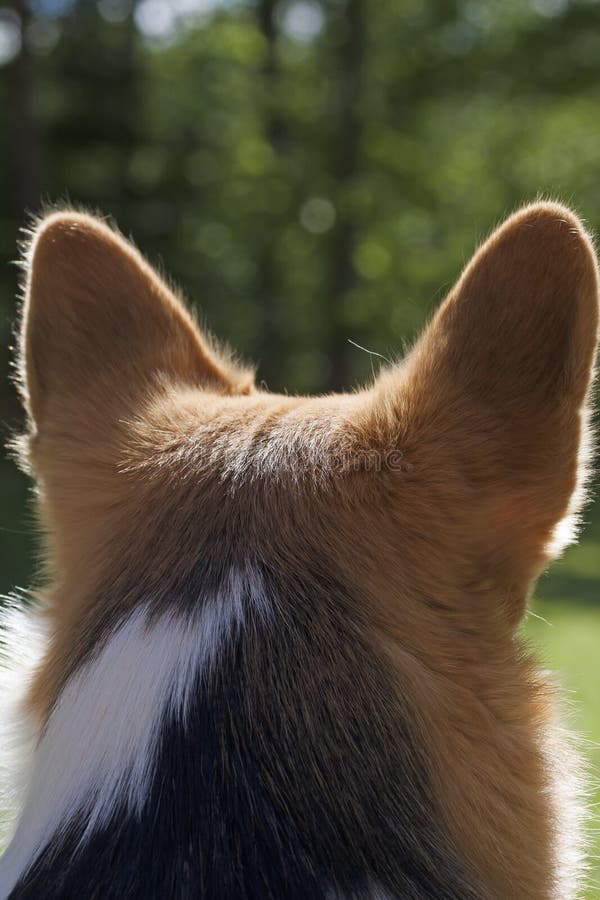 Dog ears stock image. Image of hears, dogs, listens, hearing - 60088633