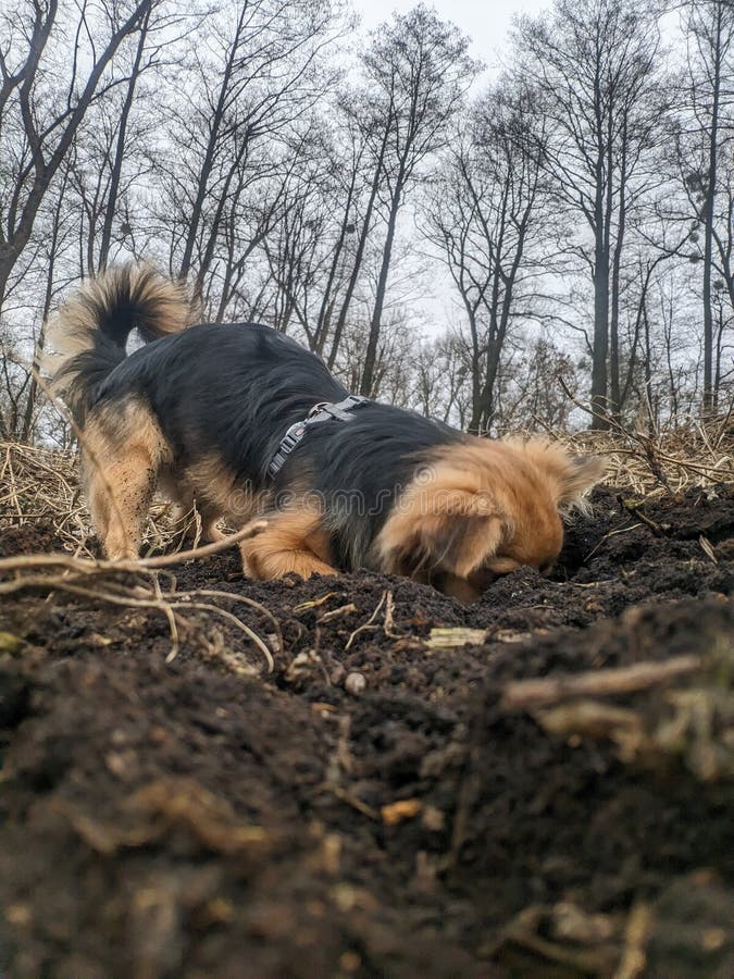 Dog earth zoo Ukraine wood stock image. Image of wood - 272077391