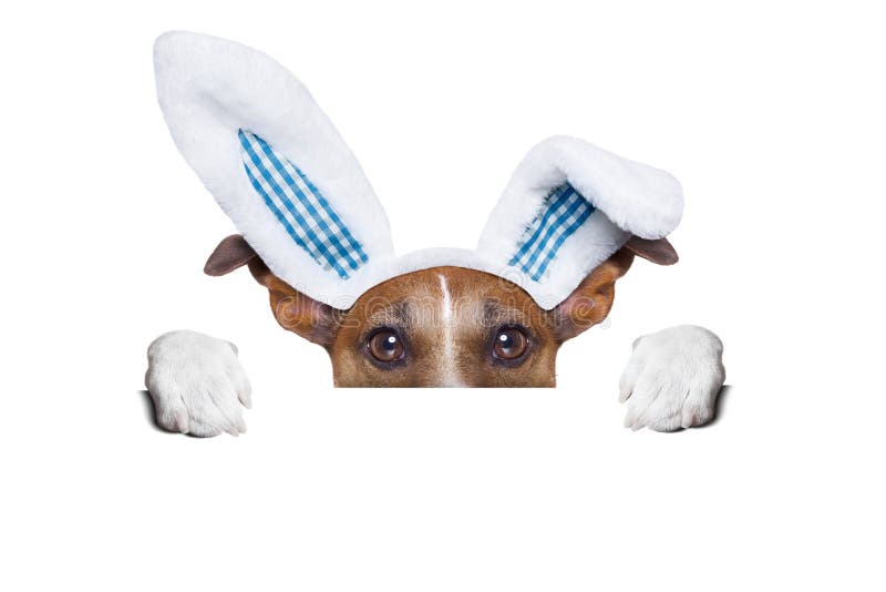Dog easter bunny stock photo. Image of happy, holiday - 39174184