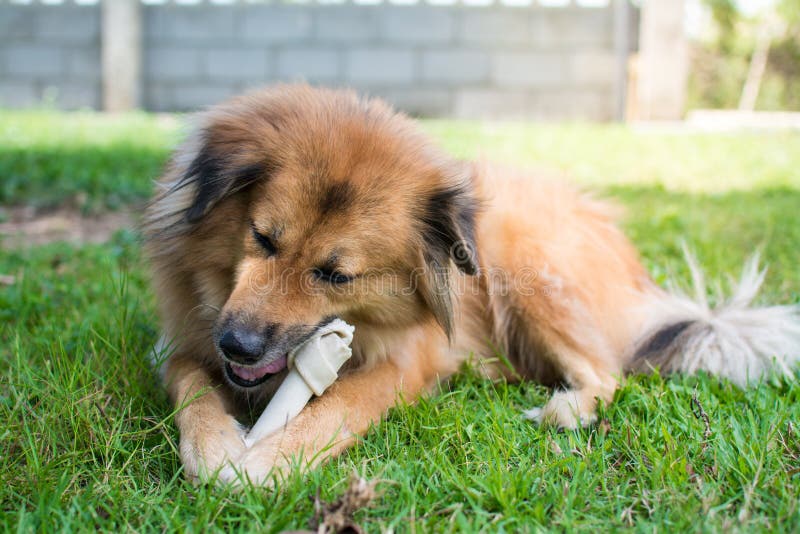 Dog eat bone on meadow. stock photo. Image of lawn, animal - 252590414