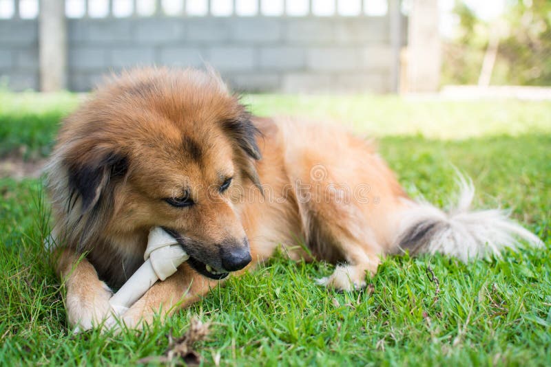 Dog eat bone on meadow. stock image. Image of reward - 252590419