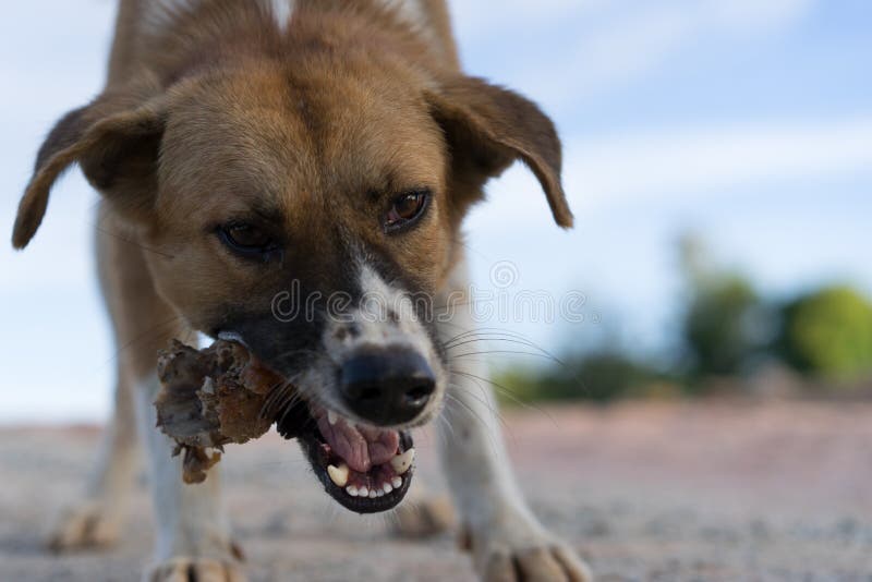 Dog eat chicken stock photo. Image of eating, green, carcass - 57928722