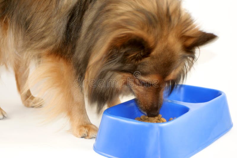 Dog eating stock image. Image of pose, portrait, portraits - 1378471