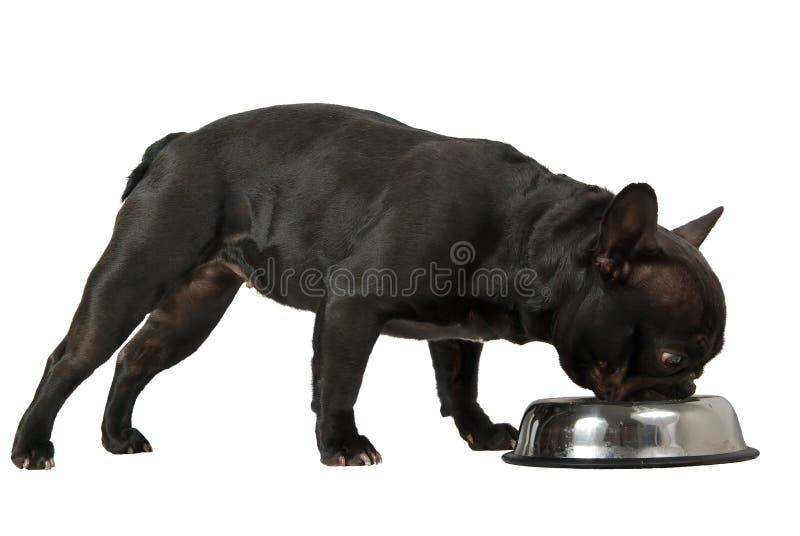 Side View of a Hungry Beagle Puppy Eating from a Bowl, Isolated Stock ...