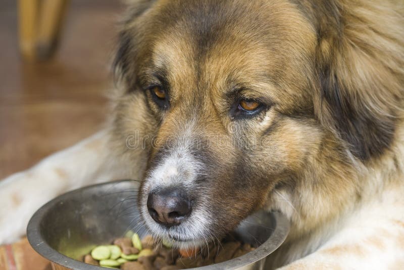 Dog eating stock image. Image of pose, nutritional, dogs - 4884213