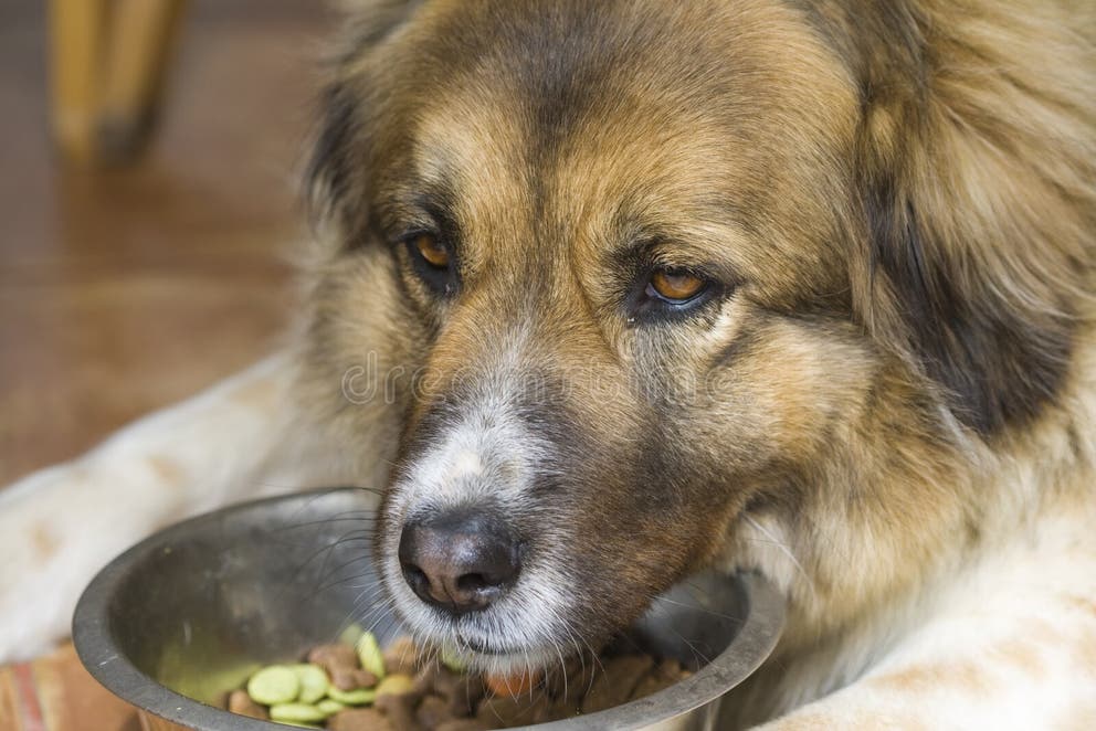 Dog eating stock image. Image of pose, nutritional, dogs - 4884213